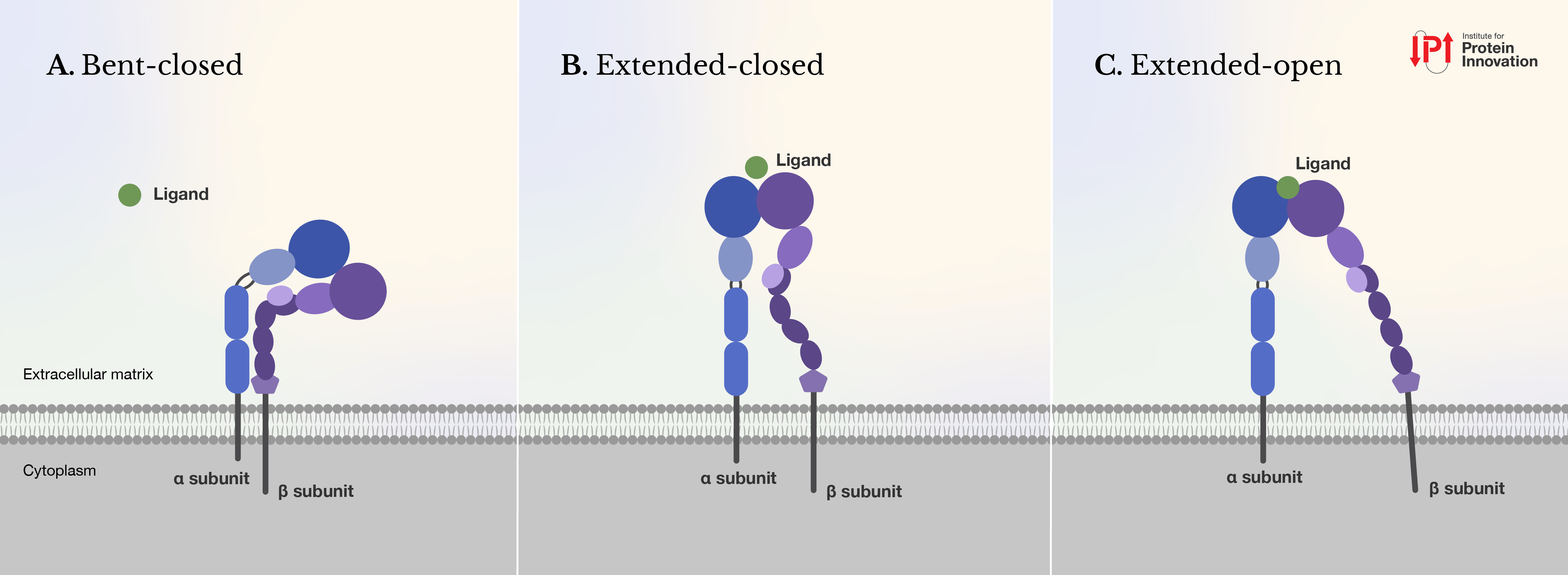 An Integrin Antibody Toolkit from IPI